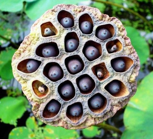 Eyes of The Lotus Pod | Petronius Jablonski